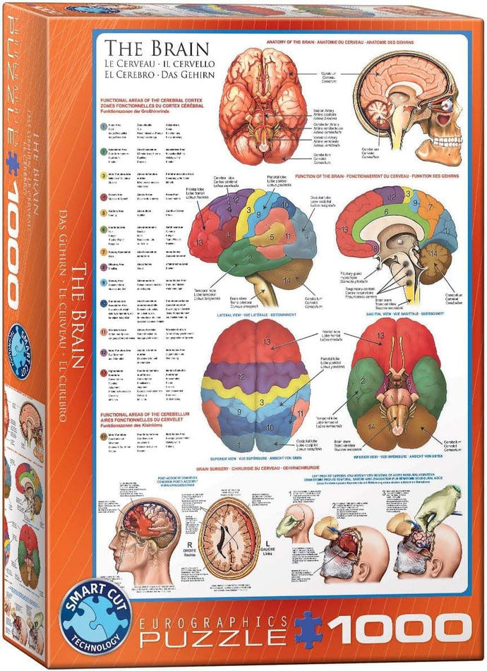 The Brain 1000 Piece Jigsaw Puzzle | Educational Neuroscience Puzzle ...